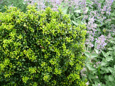 Ilex - Favoriten
