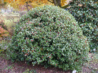 Ilex - Favorits Hollies