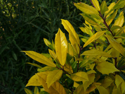 Ilex - Favorits Hollies