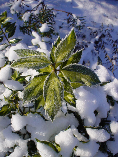 Ilex - Favorits Hollies