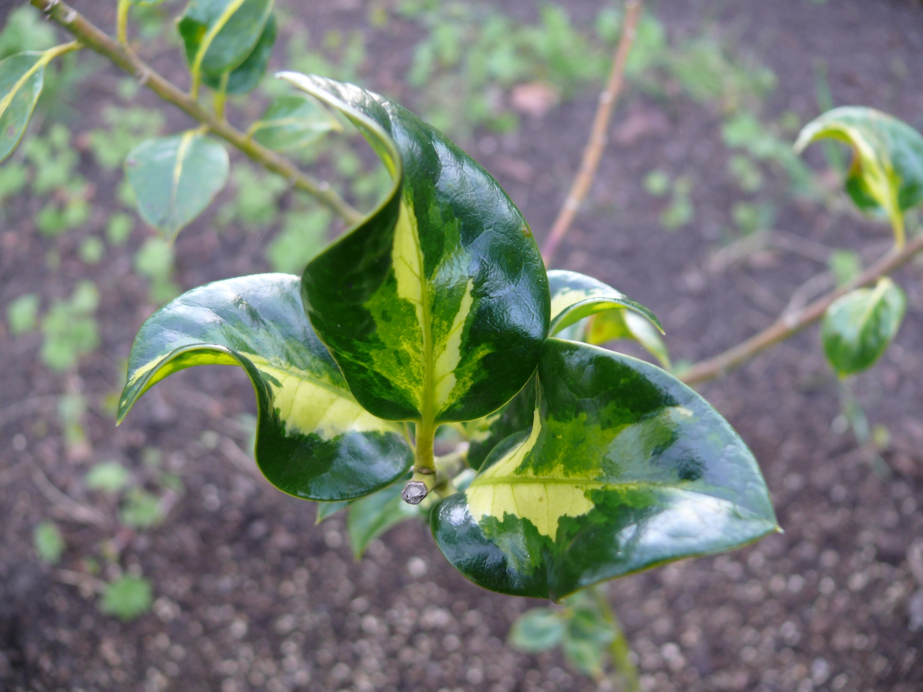 Ilex - Aquifolium